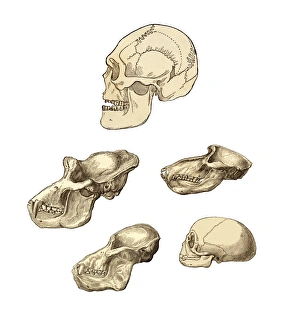 Comparative Anatomy Prints