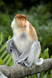 Monyet Belanda Art Prints, Posters & Photo Prints