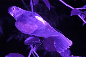 Electromagnetic Spectrum Gallery of Photo Prints and Gifts