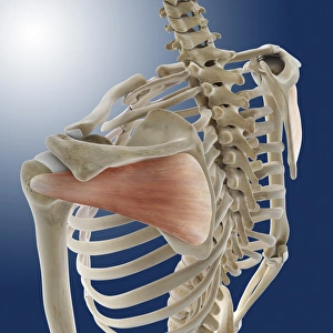 Infraspinatus Muscle Collection of Photo Prints and Gifts