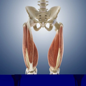 Knee Extensor Muscles Art Prints, Posters & Puzzles