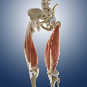 Knee Extensor Muscles Collection of Photo Prints and Gifts
