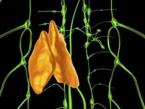 Lymph Vessels Gallery of Photo Prints and Gifts