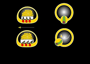 Vestibular Ciliated Cell Art Prints, Posters & Puzzles