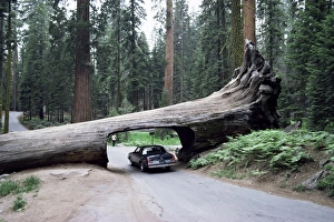 Tunnel Log Art Prints, Posters & Puzzles