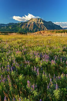 Media Storehouse: Fescue Prairie