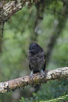 Western Bowerbird (Bowerbirds, Passerines, Birds)