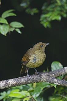 Crested Bird Of Paradise Art Prints, Posters & Puzzles