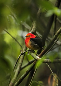Band Tailed Manakin (Manakins, Passerines, Birds)