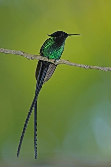 Black Billed Streamertail (Hummingbirds, Apodiformes)
