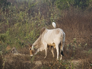 Bos indicus Art Prints Collection