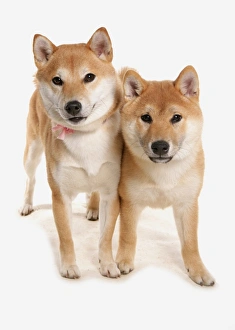 Japanese Shiba Inu (Utility, Dogs Domestic, Mammals)