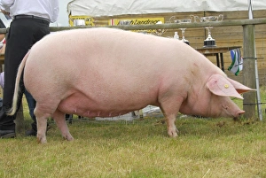 British Lop (Pigs, Farm, Animals) Collection Our beautiful pictures are ...