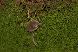 Eurasian Pygmy Shrew Art Prints, Posters & Puzzles