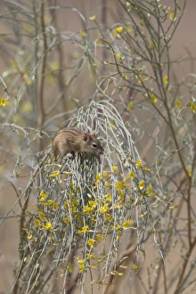 Four-striped Grass Mouse (Muridae, Mammals)