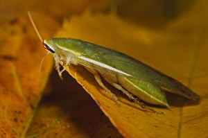 Cuban Cockroach (Cockroaches, Insects, Animals) Collection