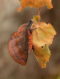 Lappet Moth (Butterflies, Insects, Animals) Collection