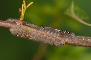 Lappet Moth (Butterflies, Insects, Animals) Collection