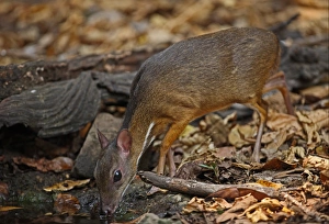 Water Chevrotain (Tragulidae, Mammals, Animals) Collection