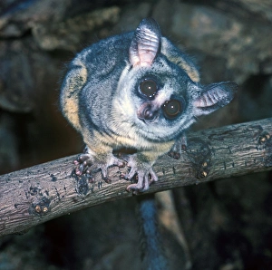 Northern Lesser Galago (Galagidae, Mammals)