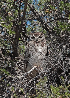 Magellanic Horned Owl (Owls, Birds, Animals) Collection