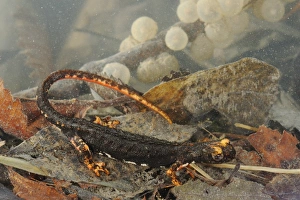 Northern Spring Salamander (Climbing Salamanders)
