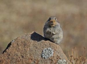 Sloggetts Vlei Rat (Muridae, Mammals, Animals) Collection