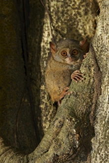 Spectral Tarsier Art Prints, Posters & Puzzles