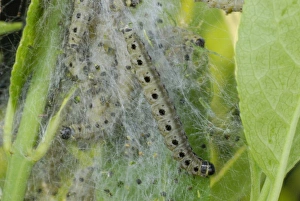 Forest Tent Caterpillar (Butterflies, Insects)