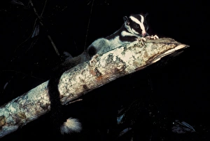 Striped Possum (Petauridae, Mammals, Animals) Collection