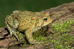 Eastern American Toad (Nearctic Toads, Toads, Amphibians)