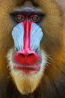 Mandrill (Cercopithecidae, Mammals, Animals) Collection