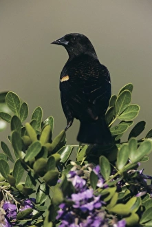 Sophora Secundiflora Art Prints, Posters & Photo Prints