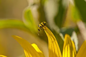 Sunflower Beetle (Beetles, Insects, Animals) Collection