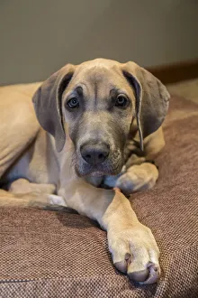Great Dane (Working, Dogs Domestic)