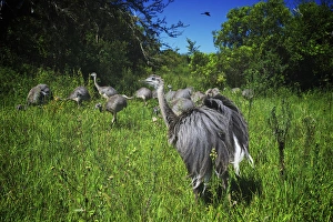 Rheas (Greater Rhea) Gallery. Available as Framed Prints, Photos, Wall ...