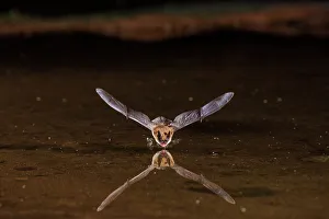 Long-eared Myotis (Vespertilionidae, Mammals)