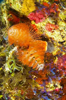 Northern Sea Robin (N, Fishes, Animals) Collection