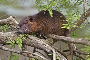 Nutria (Mammals) Gallery available as Framed Prints, Photos, Wall Art ...