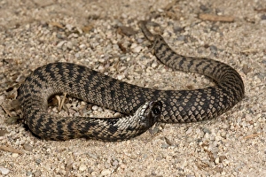 Rinkhals Cobra (Cobra, Snakes, Reptiles, Animals) Collection