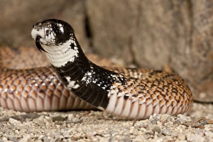 Shield-Nosed Cobra (Cobra, Snakes)