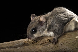 Southern Flying Squirrel (Sciuridae, Mammals)