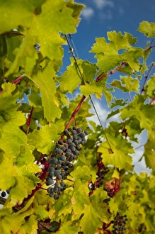 Ash Hollow Art Prints, Posters & Puzzles