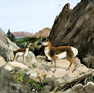 Extinct Species Collection of Photo Prints and Gifts