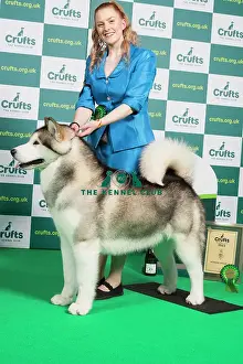 Alaskan Malamute (Working) Gallery available as Framed Prints, Photos ...