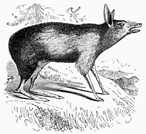 Pig-footed Bandicoot (Chaeropodidae)
