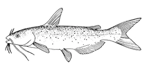 Channel Catfish Art Prints, Posters & Puzzles