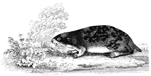 Wood Lemming (Cricetidae, Mammals, Animals) Collection