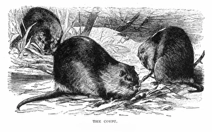 Nutria (Mammals, Animals) Collection Our beautiful pictures are ...