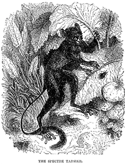 Spectral Tarsier Art Prints, Posters & Puzzles